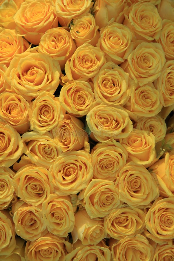 Group of yellow roses stock image. Image of bouquet, arrangement - 82113911