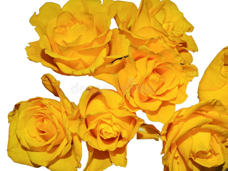 Group of Yellow Roses Isolated on White Stock Photo - Image of floral ...