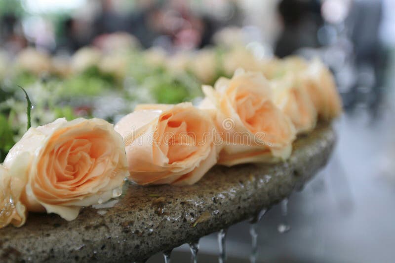 A Group of Yellow Roses with Water Stock Photo - Image of love, petal ...