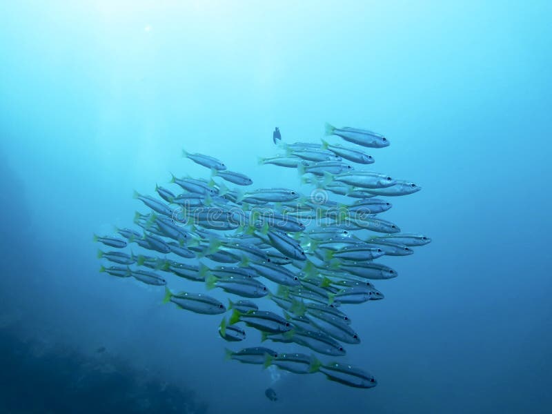 Group of Yellow-stripe Scad in North Andaman, Thailand Stock Photo ...