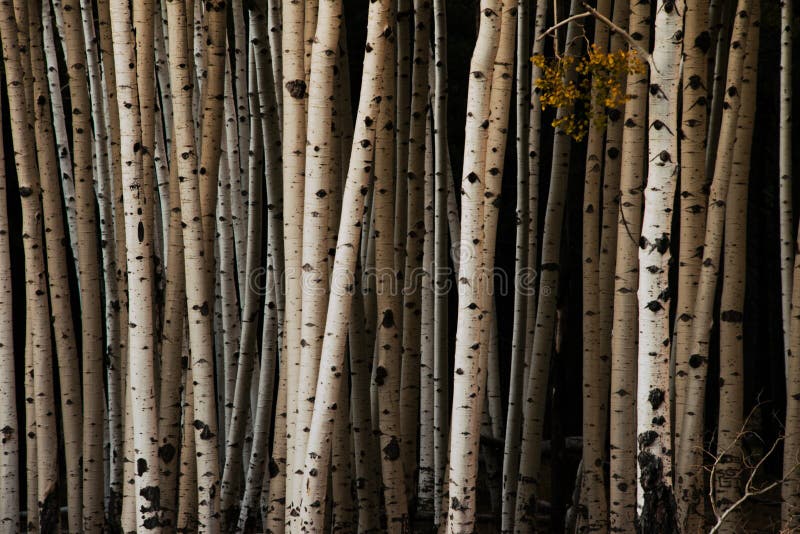 Group of Young Aspen Tree Trunks. Stock Image - Image of field, trunk ...