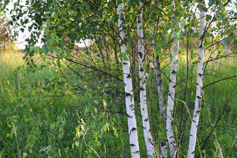 Beautiful Birch Trees at the Edge of the Forest Stock Photo - Image of ...