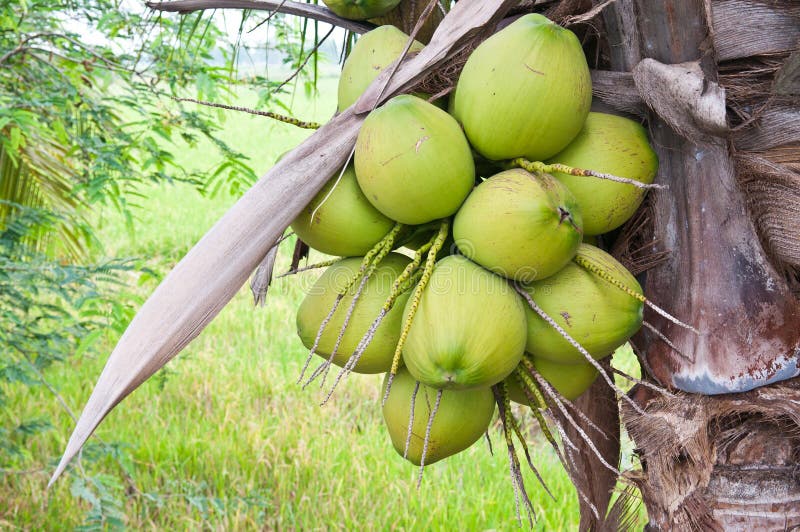 Group of young coconut stock image. Image of thai, close - 33703221