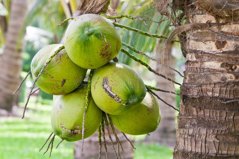 Group of young coconut stock image. Image of rural, agriculture - 33974317