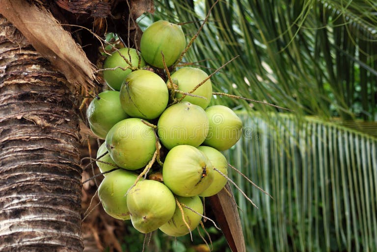 Group of Young Coconut on the Tree Stock Photo - Image of asian, branch ...