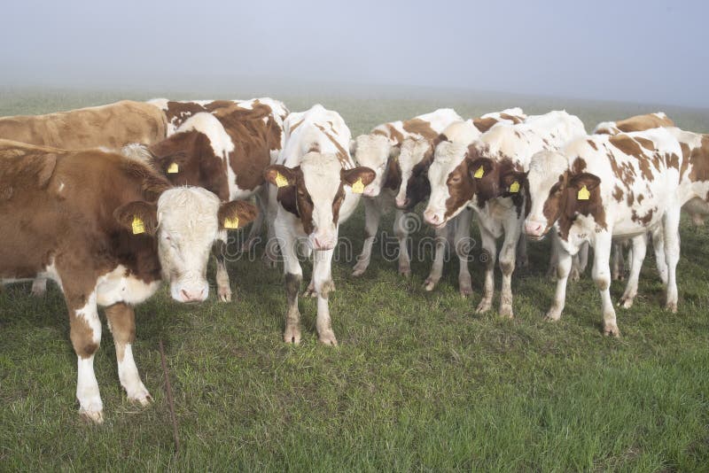 Group of Young Cows in a Field Stock Photo - Image of milk, livestock ...
