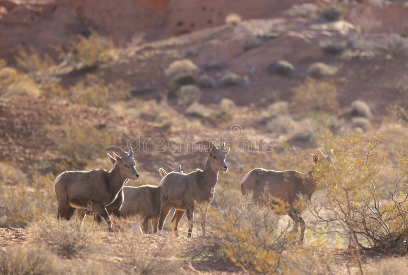 Young Desert Bighorn Sheep Rams in the Nevada Desert in Winter Stock ...