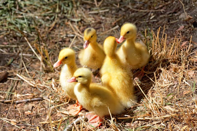 A group of young ducklings stock image. Image of life - 106679605