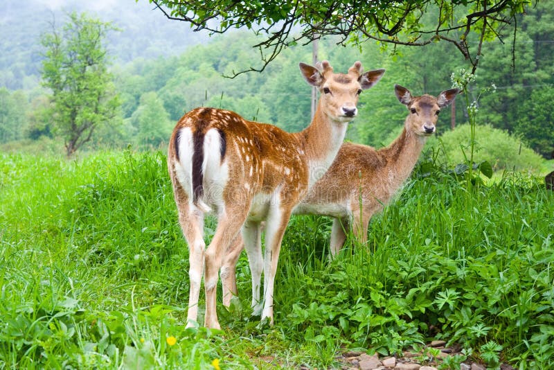Young fallow deer stock photo. Image of deer, face, fawn - 34719342