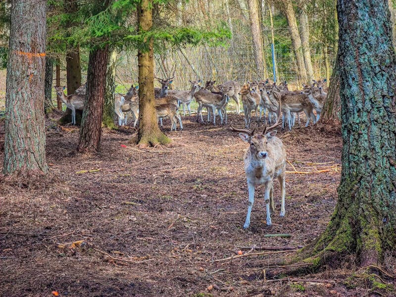 A Group of Young Fallow Deer among Trees in the Forest Stock Photo ...