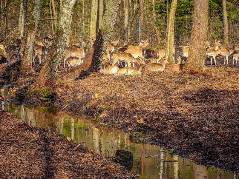 A Group of Young Fallow Deer among Trees in the Forest Stock Image ...