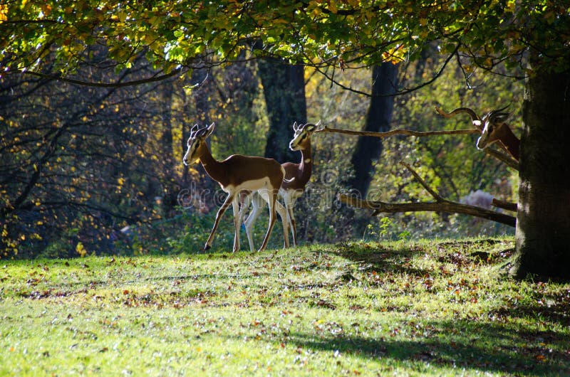 569 Defenseless Animals Stock Photos - Free & Royalty-Free Stock Photos ...