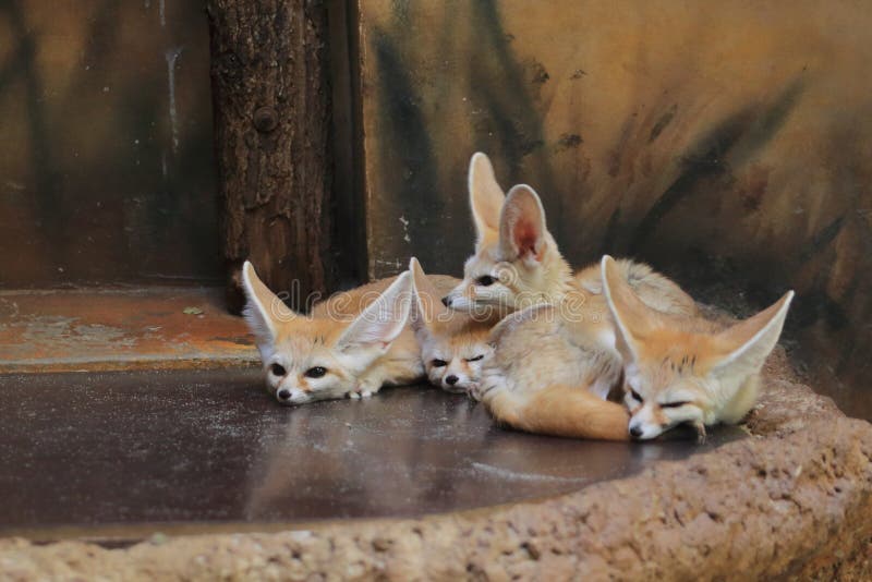 Group of Young Fennec Foxes Stock Image - Image of vulpes, mammal ...
