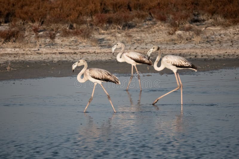 A Group of Young Flamingos Walking on Delta Evros Stock Photo - Image ...