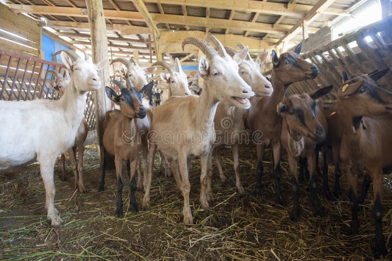 Group of Young Goats in the Stable Stock Image - Image of countryside ...