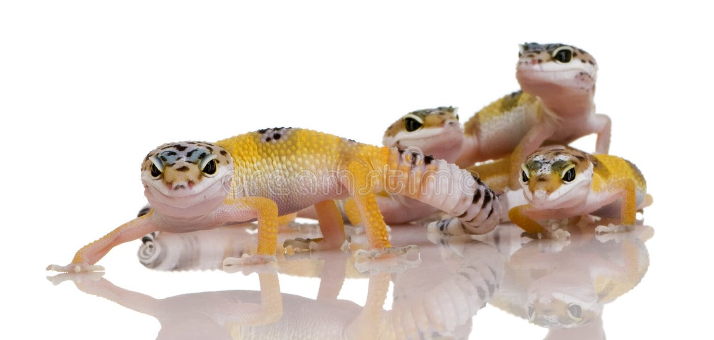 Leopard Gecko Group Stock Photos - Free & Royalty-Free Stock Photos ...