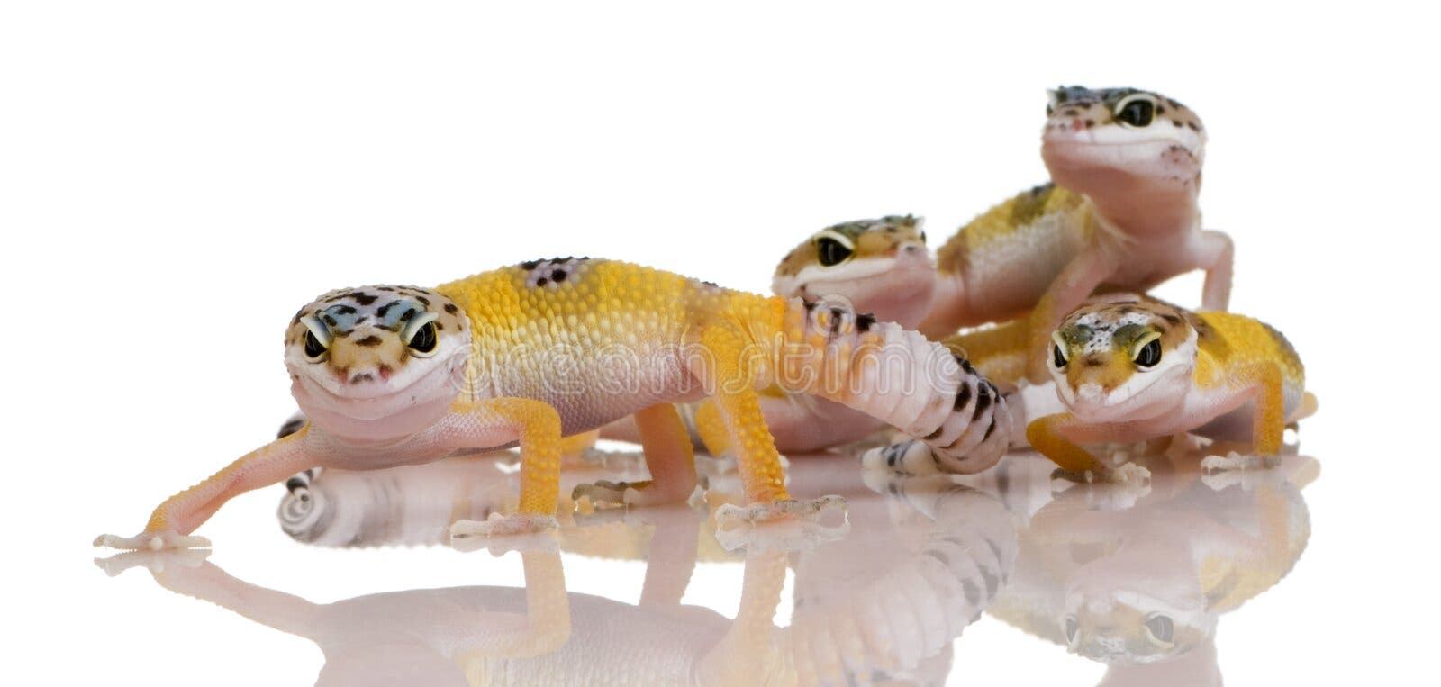 Leopard gecko climbing stock photo. Image of colorful - 4137668