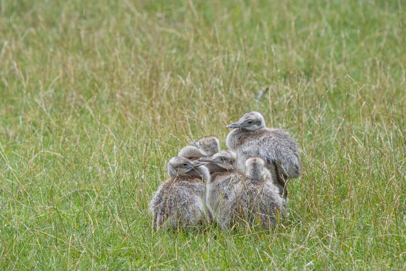Group of Young Nandu Chicks Sits Snuggled Closely Together in a Meadow ...