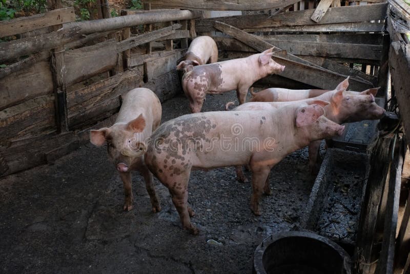 Young pigs on a pig farm stock image. Image of livestock - 347029655