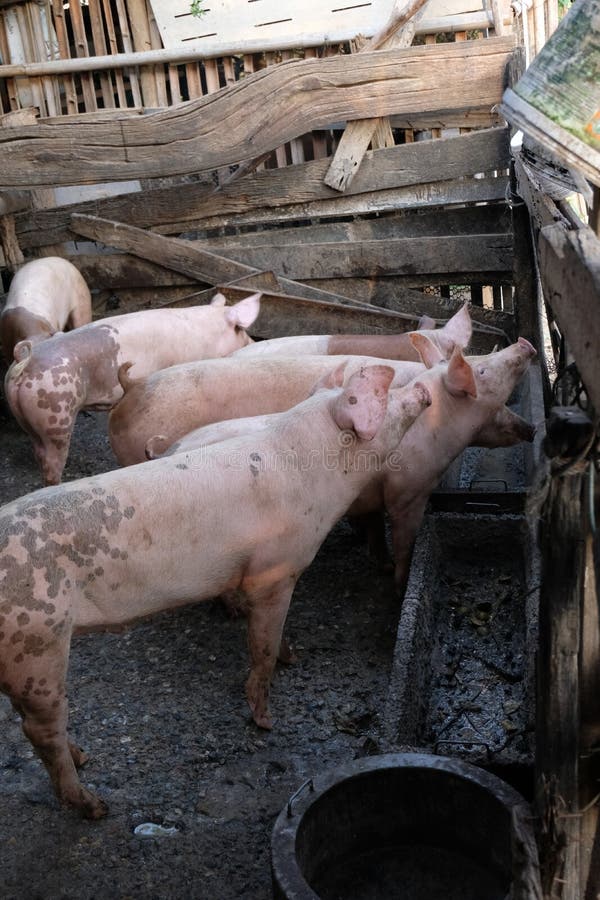 Group of Young Pigs in Local Farm, Thailand. Stock Image - Image of ...