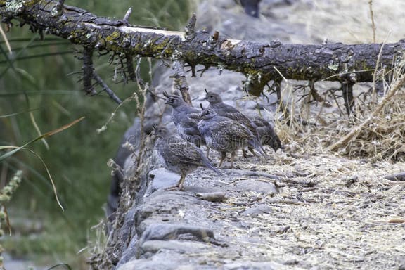 A Group of Young Quail in a County Park Stock Image - Image of wild ...