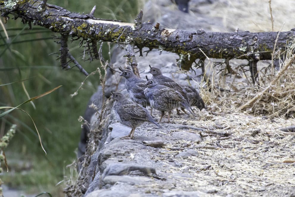 A Group of Young Quail in a County Park Stock Image - Image of wild ...