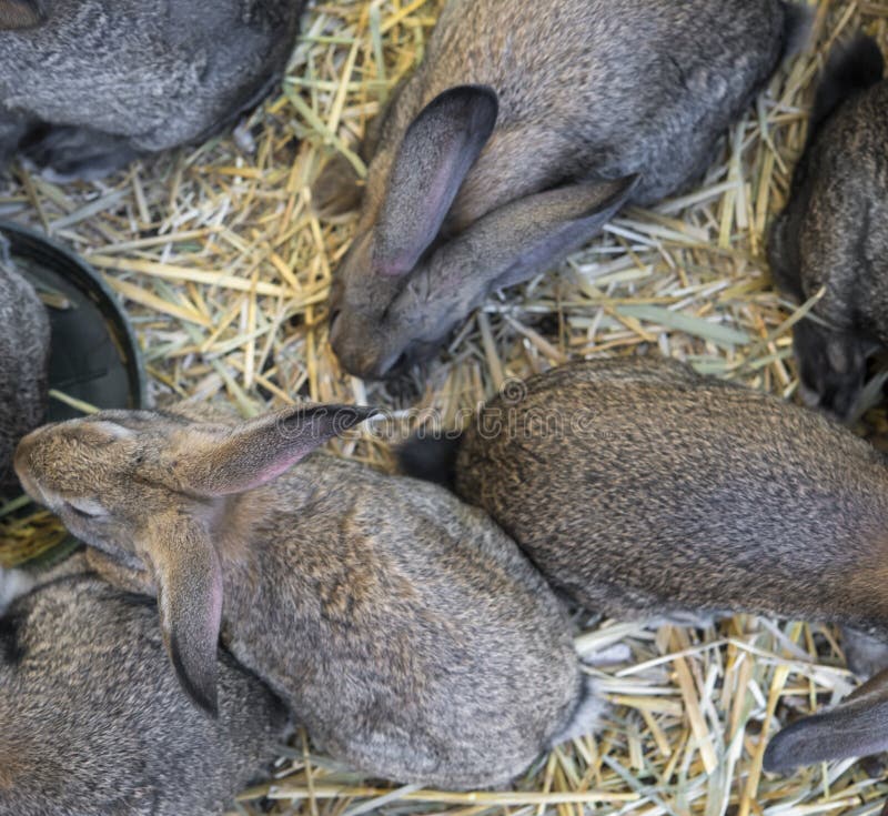 Breeding rabbits stock photo. Image of pent, small, domestic - 19286244