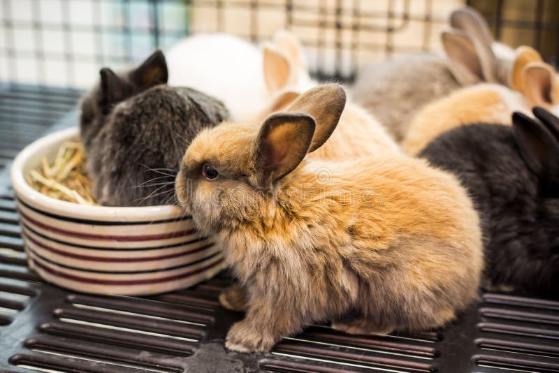 Group of young rabbits stock image. Image of farming - 225937309