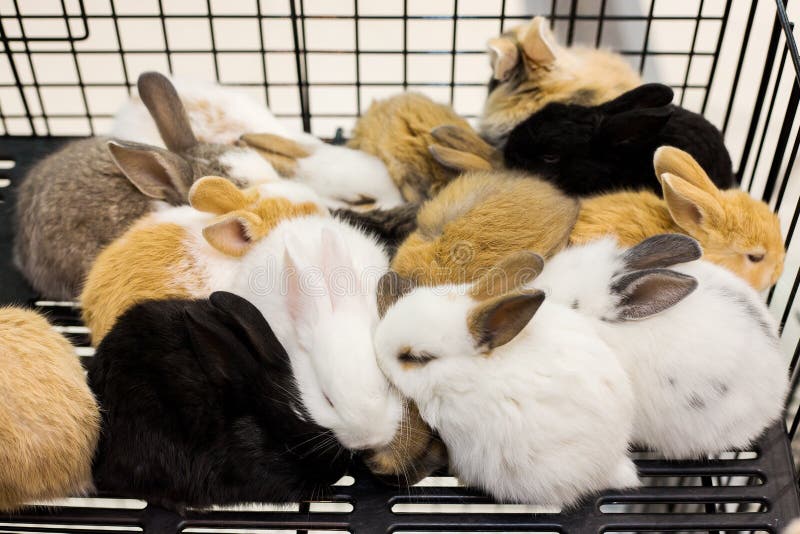 Group of young rabbits stock photo. Image of rabbit - 225937320