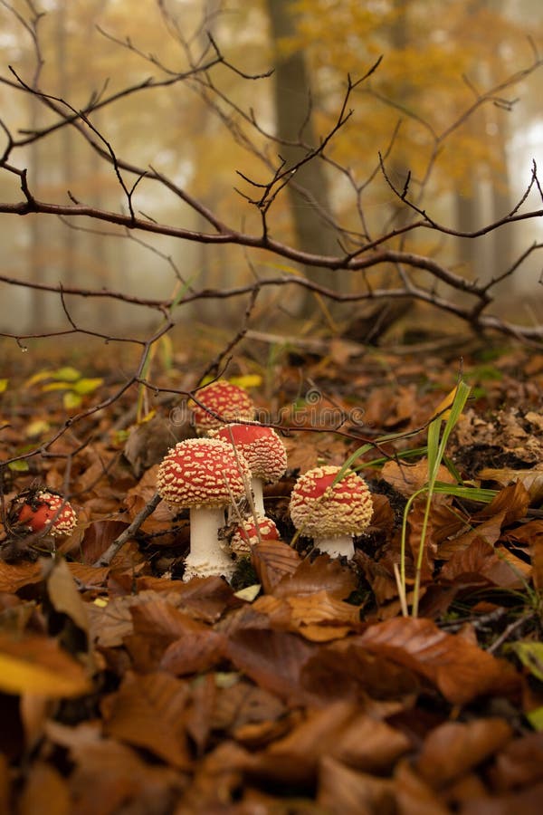 Group of young toadstools stock image. Image of toadstools - 200143327