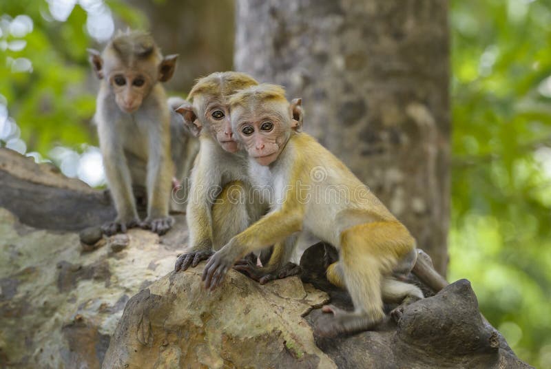 Toque Macaque - Macaca Sinica, Sri Lanka Stock Photo - Image of macaca ...