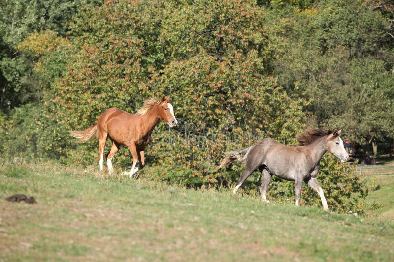 Group of Young Western Horses Moving Stock Image - Image of animal ...