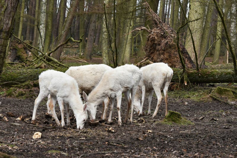Group of Young White Fallow Deers Stock Image - Image of trees ...