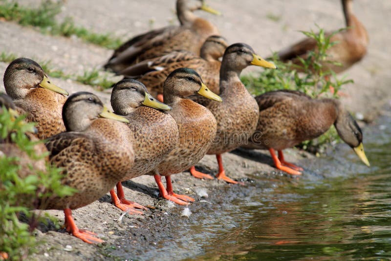 Group of Young Wild Ducks on the Lake Shore in Summer Stock Photo ...