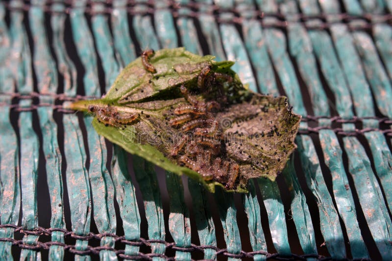 Group of Young Worms on Mints Leaf Stock Image - Image of mint, biology ...