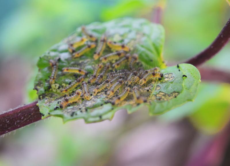 Group of Young Worms on Mints Leaf Stock Image - Image of branch, larva ...