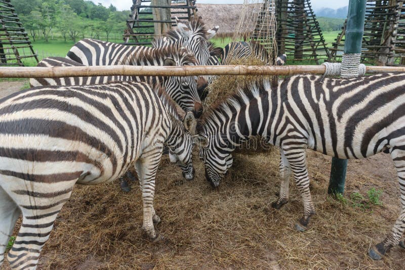 Group of Zebra Eating Grass in a Zoo of Thailand Stock Image - Image of ...