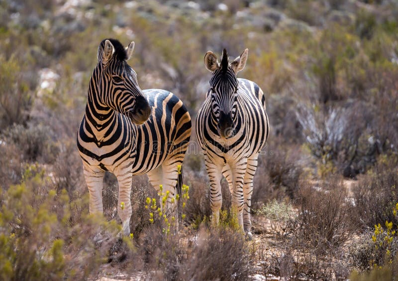 Group of zebra stock photo. Image of group, single, animals - 120035212