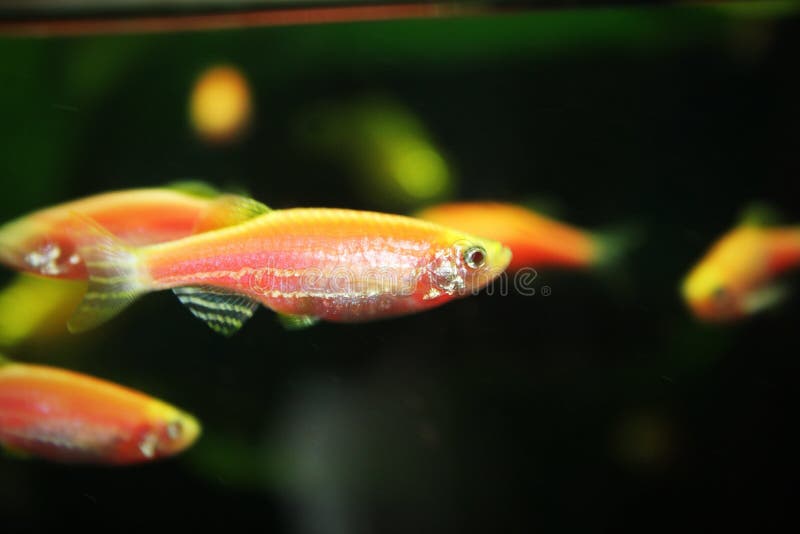 Group of Zebrafish Swimming in the Aquarium Stock Image - Image of ...