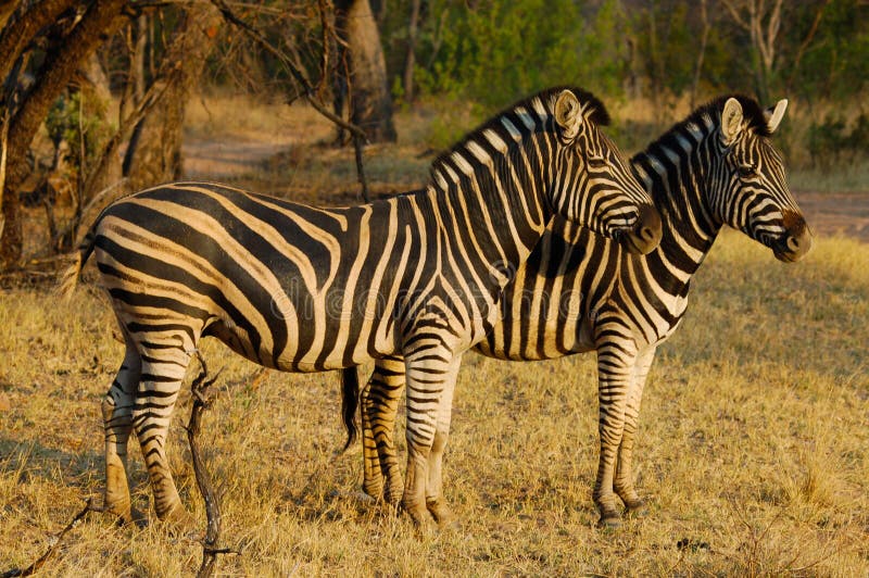 Group of Zebras stock image. Image of white, south, mammal - 12336073