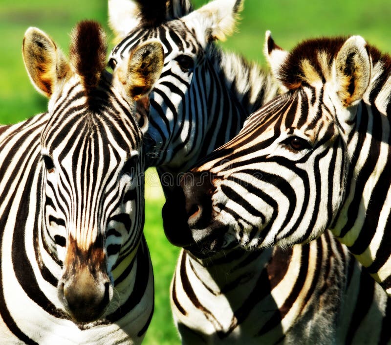 Group of Zebras stock photo. Image of wildlife, zebras - 76397766