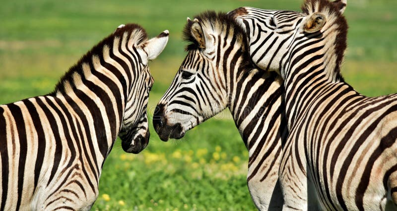 Group of Zebras stock photo. Image of playful, green - 76397466