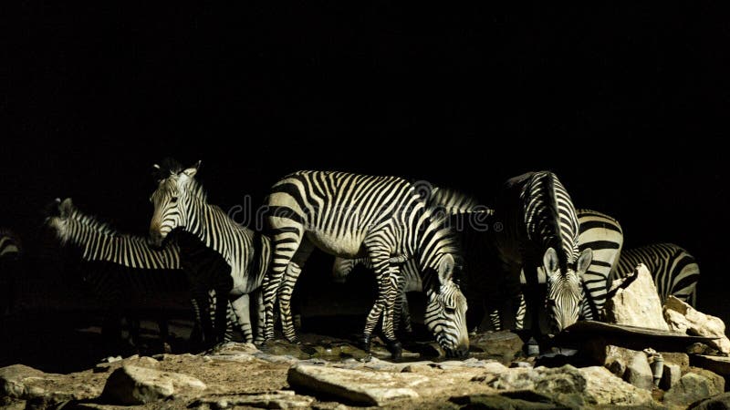 Group of Zebras Drinking Water Stock Image - Image of water, south ...