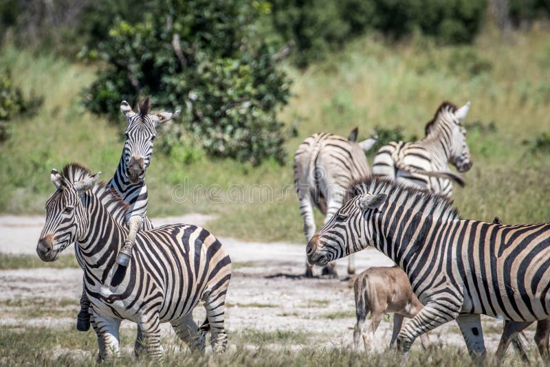 Group of Zebras Playing in Chobe. Stock Photo - Image of playing, park ...