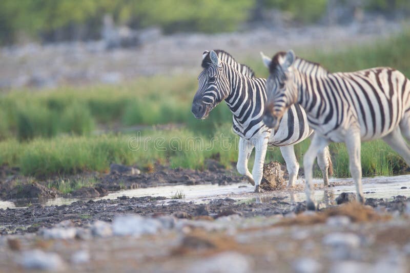 Zebra Running through a Field Covered in Greenery Under the Sunlight at ...