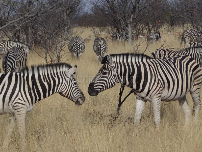 A group of zebras stock image. Image of herd, field - 194678521