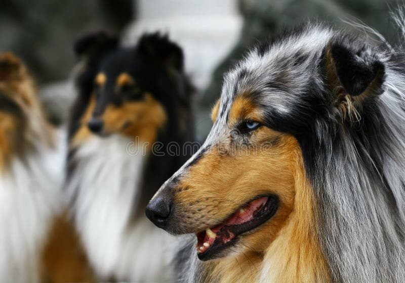 Groupe of collies stock image. Image of green, grass - 10703851