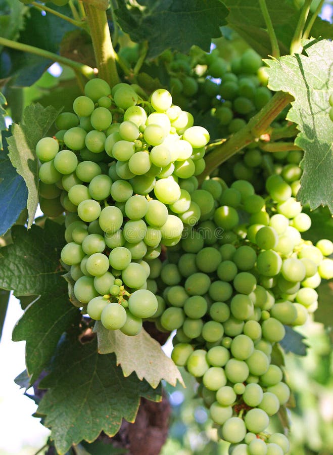 Groupe D'accrocher De Raisin Du Cep De Vigne Image stock - Image du ...