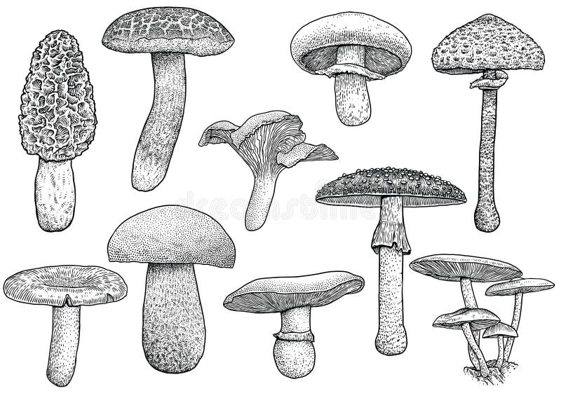 Groupe D'illustration De Champignon, Dessin, Gravure, Vecteur, Ligne ... Groupe D'illustration De Champignon, Dessin, Gravure, Vecteur, Ligne ...