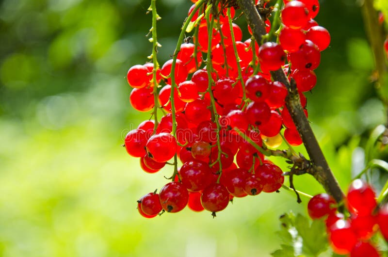 Groupe De Baie De Groseille Rouge (rubrum De Ribes) Photo stock - Image ...